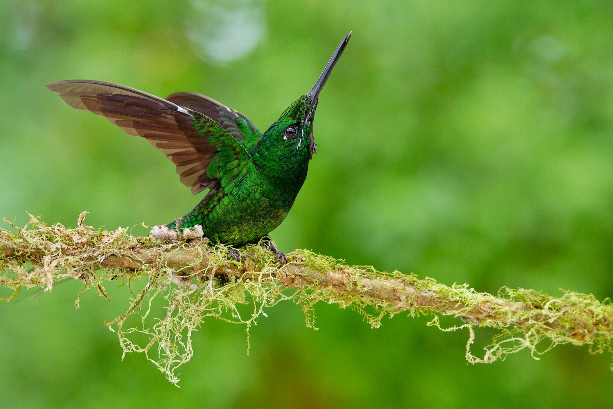 Wildlife photography with Fujifilm X-H2S – Michal Krause